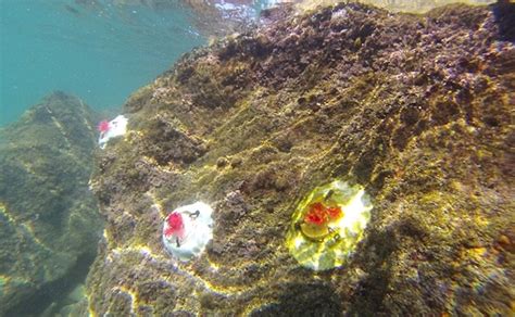 artificial algae could help save our oceans popular science