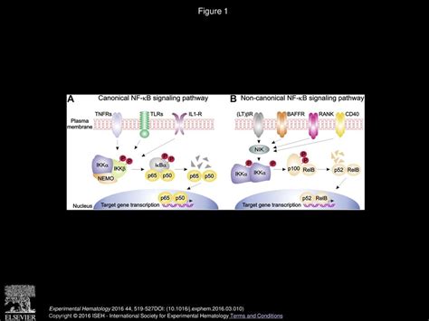 Raquel Espín Palazón David Traver Experimental Hematology Ppt Download