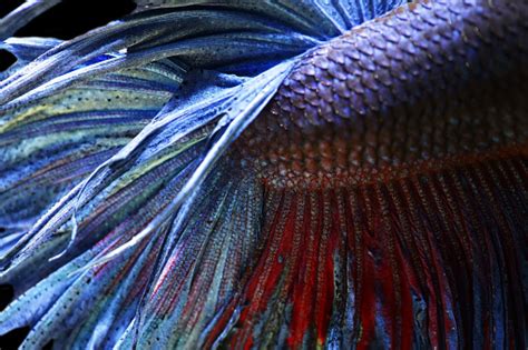 샴 Betta 싸우는 물고기 Betta Splenden 의 클로즈업 가축에 대한 스톡 사진 및 기타 이미지 가축 감금 상태
