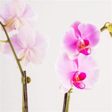 Pink Potted Phalaenopsis Flowers For All