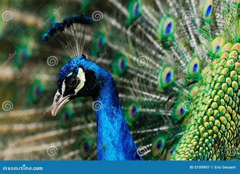Indian Peacock Featherspeacock Tailbirds Tailclose Up View Of
