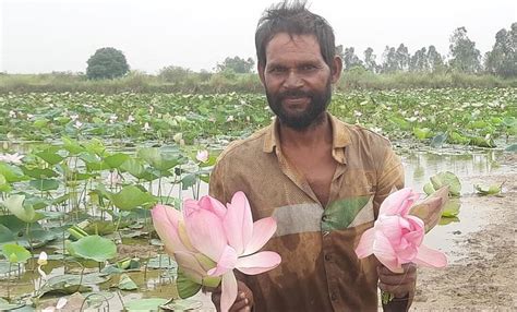 Mother Lakshmis Blessings Are Showering On Lotus Cultivation Bijnor