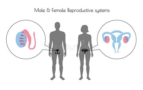 Sistema Reproductivo Masculino Ilustración Del Vector Ilustración Del