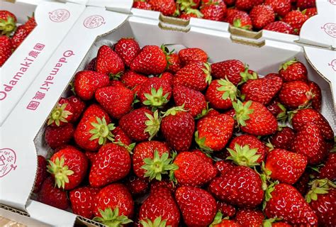 たっぷり！奈良ブランドいちご『古都華』特別栽培農産物 1kg1箱 ジャムやジュースに！ 朝採り完熟！農薬削減栽培！：奈良県産の古都華｜食べ