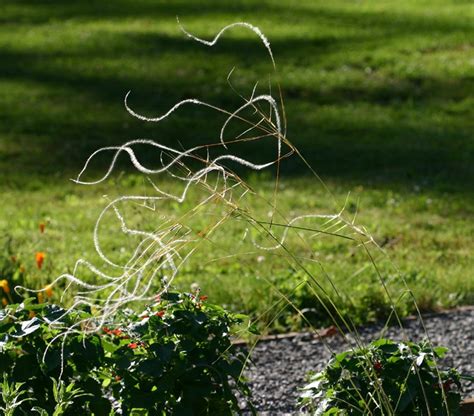 Silver Feather Grass A Stunning Addition To Your Garden