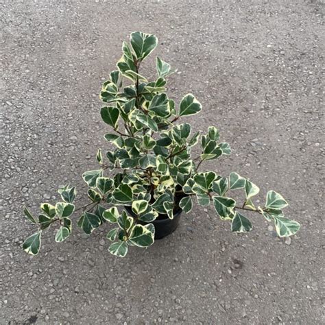 Ficus Triangularis Variegata › Anything Grows
