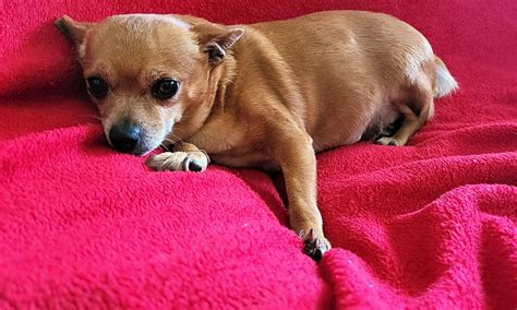 Looking To Adopt A Pet Here Are 3 Lovable Pups To Adopt Now In