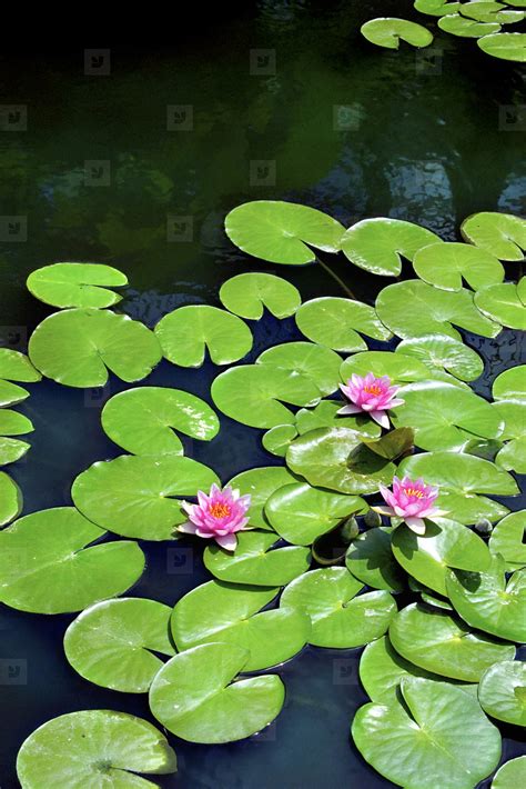 Water Lily Nature Pads