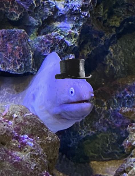 “pardon Me Dear Sir” Rrealfishfaketophats