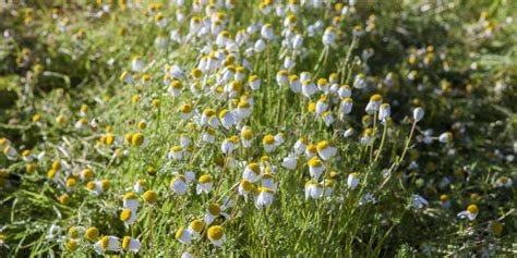 Chamomile Or Chamaemelum Nobile Stock Image Image Of Europe Ground
