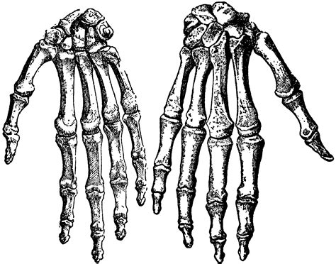 Bones Of The Hand Clipart Etc