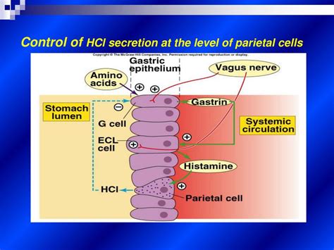 Ppt Gastrointestinal Physiology Lecture 4 Powerpoint Presentation Free Download Id 1865539