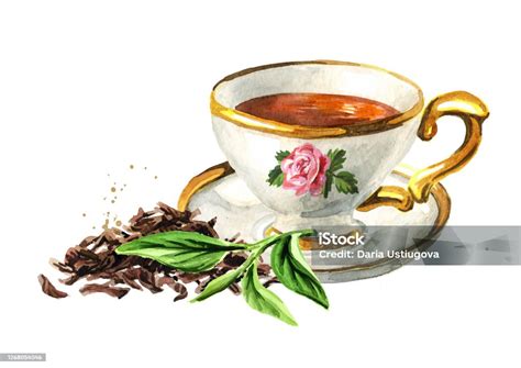 차 한 잔과 드라이 티 브루 신선한 녹차 잎 흰색 배경에 고립 된 손으로 그린 수채화 그림 0명에 대한 스톡 벡터 아트 및 기타 이미지 Istock