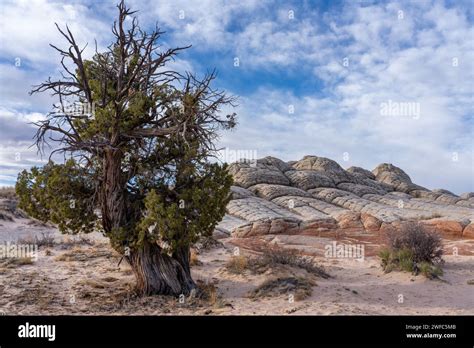 An Ancient Utah Juniper Tree Juniperus Osteosperma In The White