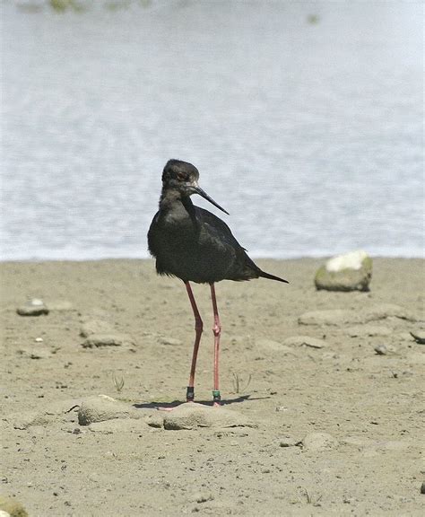 Liste des oiseaux menacés d extinction selon les critères de l UICN D E F coco Magnanville