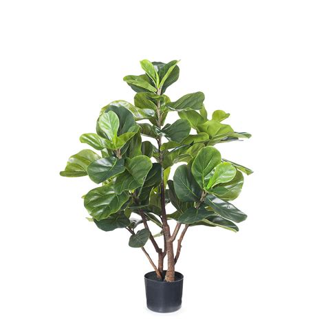 Small Fiddle Leaf Plant Fi4985gr