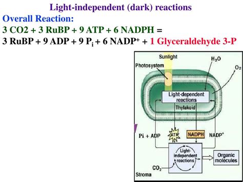 Ppt Digest Remaining Dna With Dnase I 7 µl 10x Rdd Buffer 1 µl