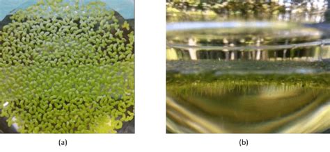 A Upper View Of Duckweed Lemna Minor Sp B Side View Of Duckweed Download Scientific