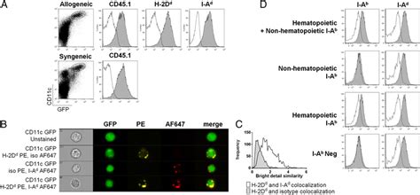 Donor Dcs Acquire Recipient Mhc Molecules From Recipient Hematopoietic Download Scientific