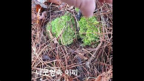 비단이끼와 서리이끼 Youtube