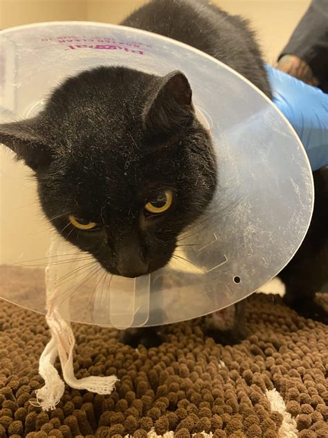 Blastomycosis In A Domestic Medium Hair Dermavet