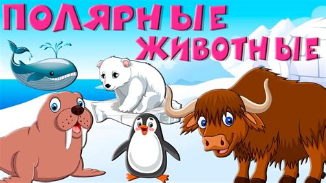 Арктика для детей Животные Севера учим животных Youtube