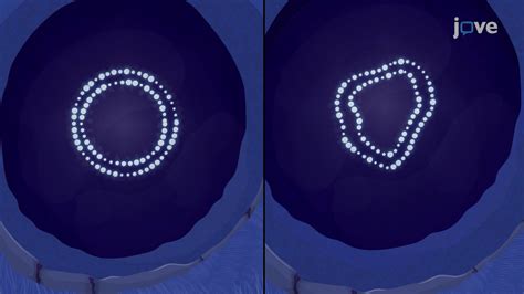 Video Otoimmün Kuru Göz Sıçan Modelinde Kornea Ve Gözyaşı Düzgünlüğünün Değerlendirilmesi Deney