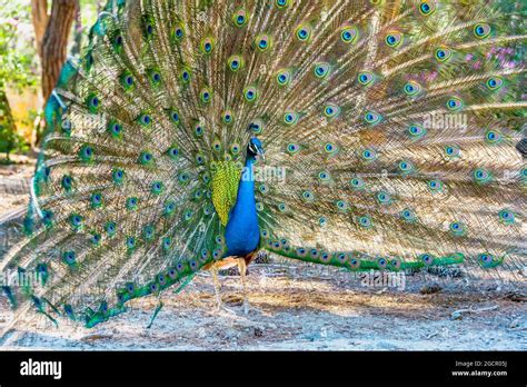Indian Peafowl Pavo Cristatus Beats Wheel Blue Peacock Plaka Forest