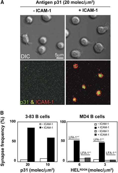 Figure 5 From Lfa 1 Icam 1 Interaction Lowers The Threshold Of B Cell Activation By Facilitating