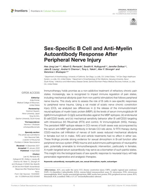 Pdf Sex Specific B Cell And Anti Myelin Autoantibody Response After