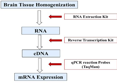 Schematic Diagram Showing Steps Done In Quantitative Rt Pcr