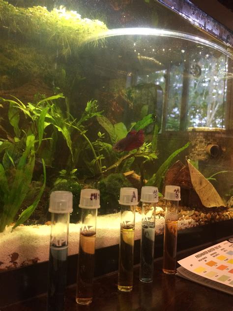 Testing Time More In Comments R Plantedtank