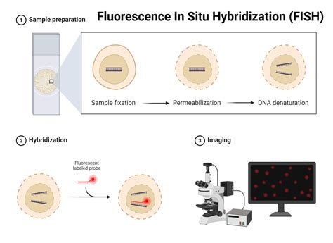 Fluorescent In Situ Sequencing Fisseq Principle Steps Uses
