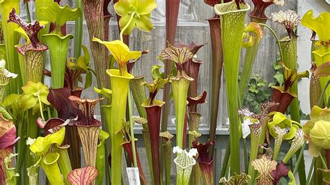 Episode 270 Carnivorous Plants In The Greenhouse — Jane Perrone