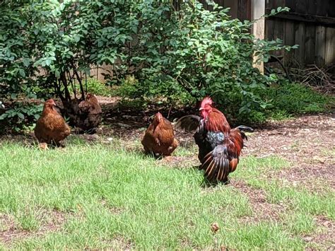 Do Chickens Eat Grass Seed What To Watch Out For
