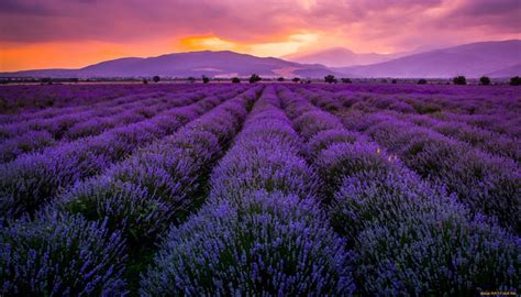 Обои на рабочий стол лавандовое поле фото и картинки 61 штук