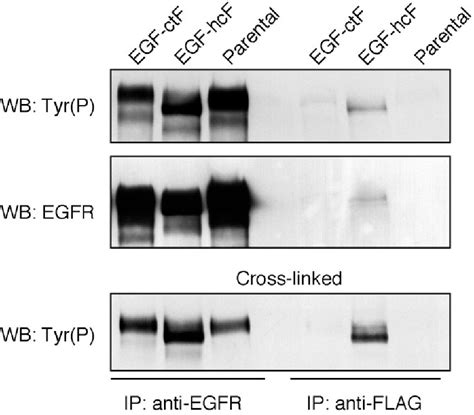 Figure 5 From The Membrane Anchoring Domain Of Epidermal Growth Factor