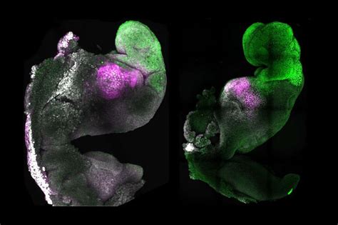 New Scientist On Linkedin Laboratory Grown Sperm Placentas And