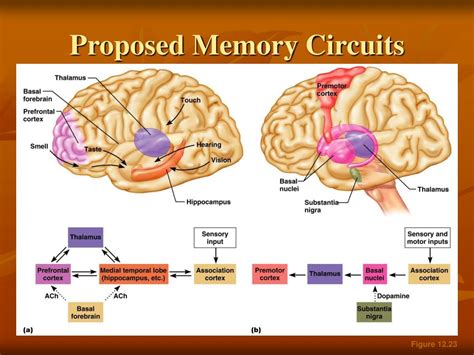 Ppt Functional Brain System Powerpoint Presentation Free Download Id 3687043