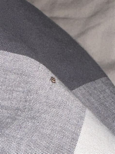 Very Small Almost Ladybug Looking Think On My Bed Had Wings R Whatisthisbug