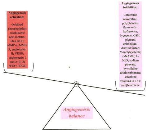 Angiogenesis Balance The Dynamic Equilibrium Between The Activated And