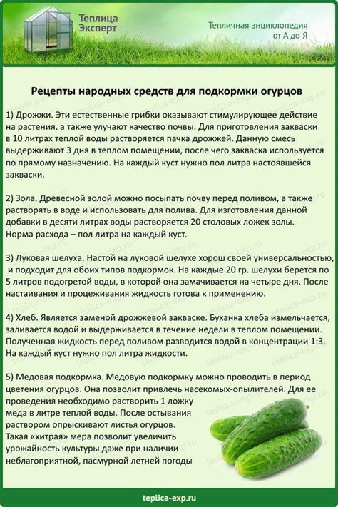 Подкормка помидоров и огурцов дрожжами: эффективные рецепты и отзывы