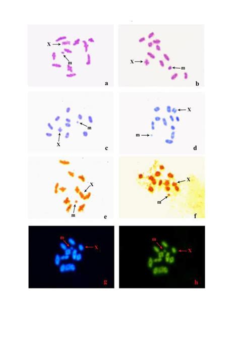 Burmagomphus Sivalikinesis Conventional Staining A Diakinesis B Download Scientific Diagram