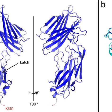 Structural Model Of FnBPB N2N3 Domains Determined By AlphaFold A
