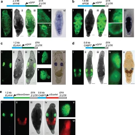 Macrostomum Lignano Embryos Are Amenable To Microinjection A