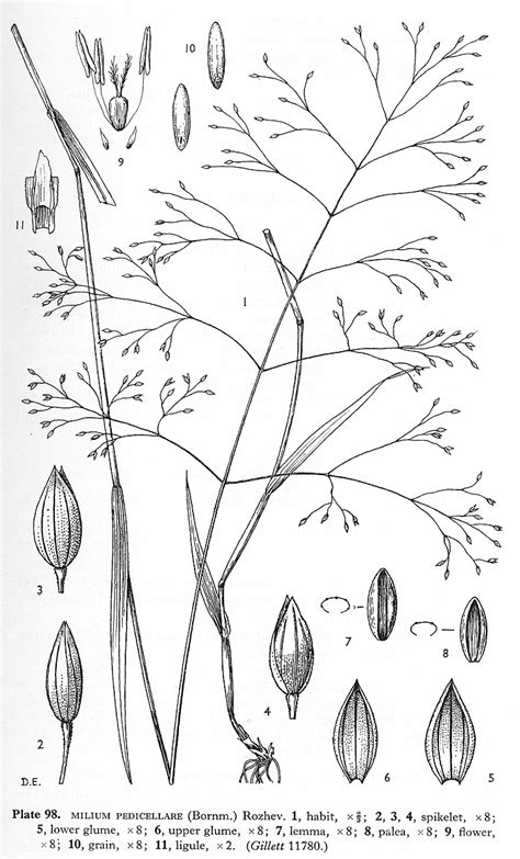 Grass Genera Of The World Milium L