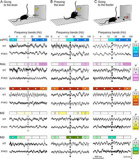 Differences In Lfps Recorded At The Five Selected Brain Areas In Wt And