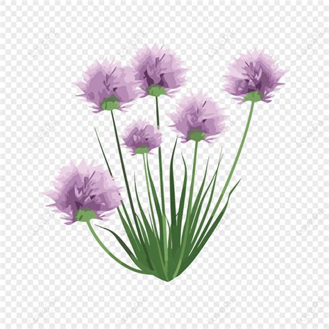 Chives Clipart ดอกกุยช่ายสีม่วงบนการ์ตูนพื้นหลังสีขาว เวกเตอร์ Png