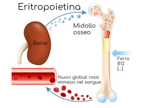 Eritropoietina Epo Alta Bassa E Valori Normali Scopri I Valori