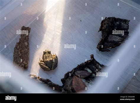 Attention Editors Coverage Requested To Belga Illustration Shows